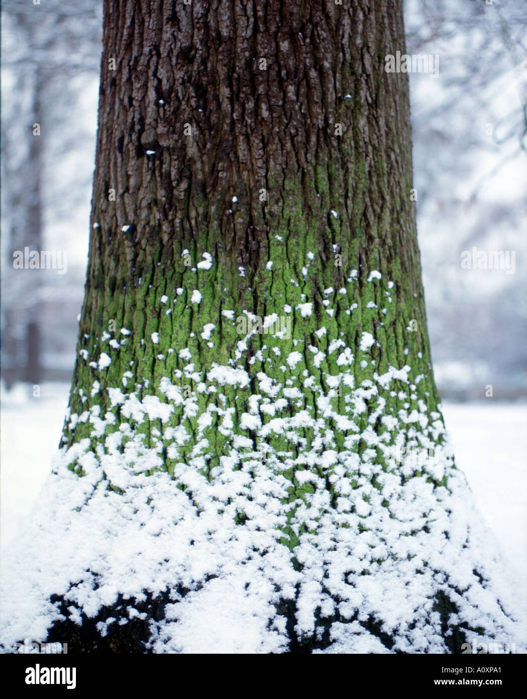 London oak tree hi-res stock photography and images - Alamy