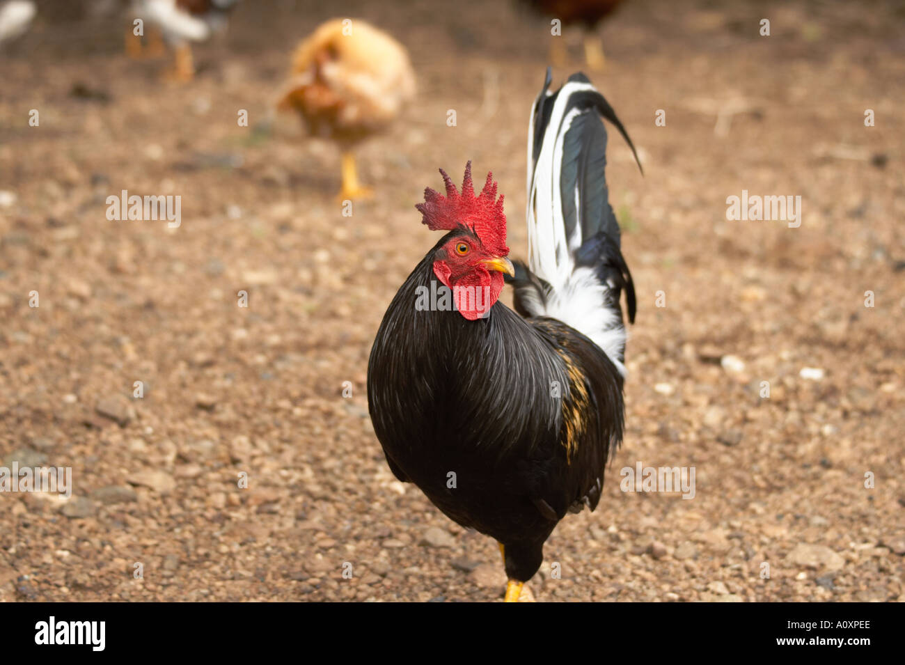 PUERTO RICO Culebra Rooster and hens on dirt road Stock Photo - Alamy
