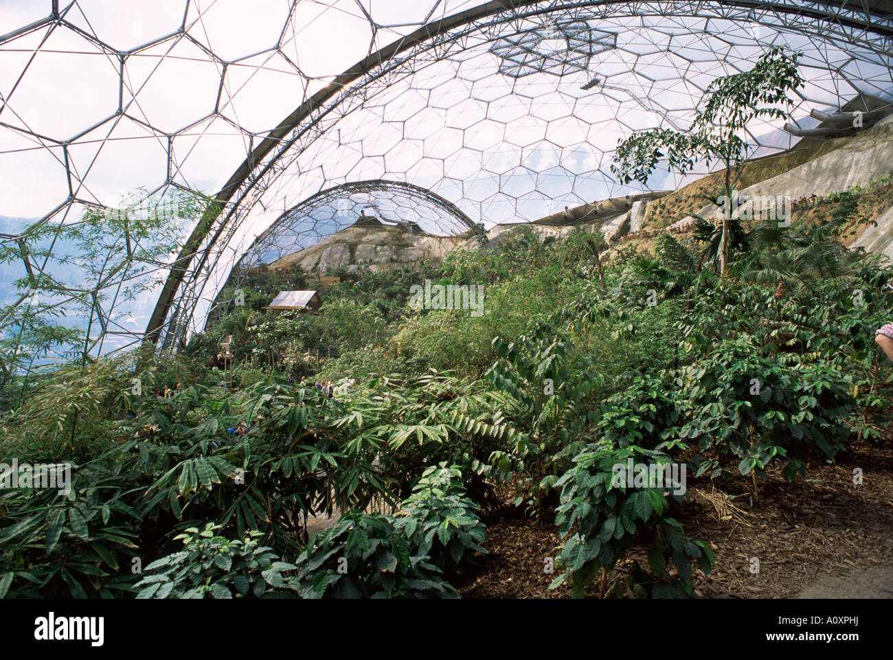 Biome interior The Eden Project near St Austell Cornwall England United ...