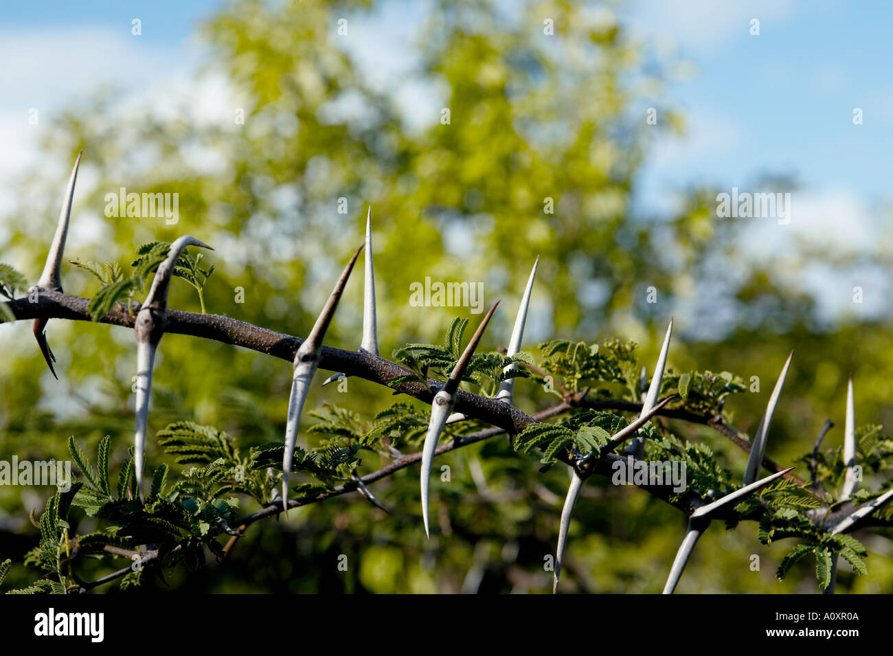 PUERTO RICO Culebra Thorns on Acacia spiny bush Stock Photo - Alamy
