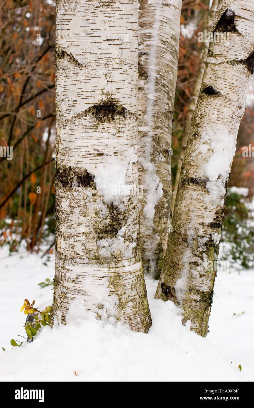 Birch Trees in Snow at Hidden Lake Gardens Stock Photo - Alamy