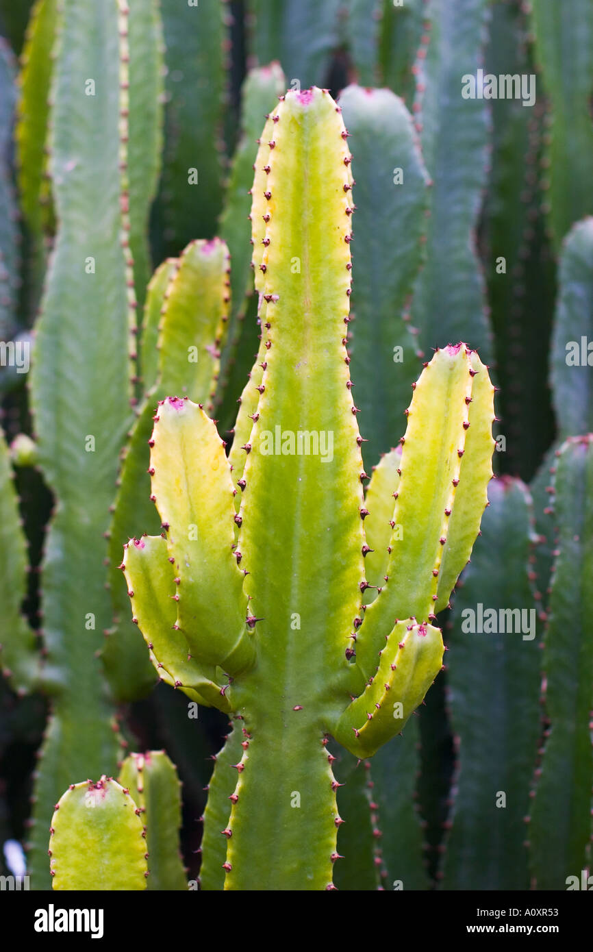 African Milk Tree Stock Photo - Alamy