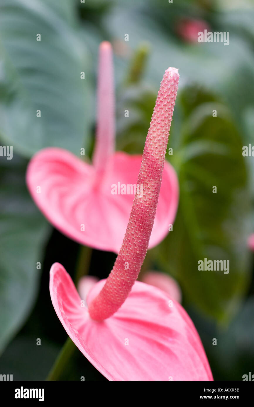 Anthurium flower conservatory hi-res stock photography and images - Alamy