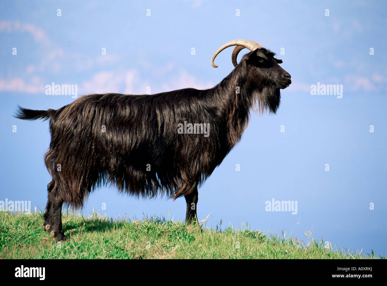 Black goat hi-res stock photography and images - Alamy
