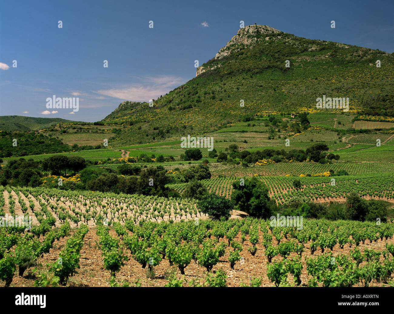 Vineyards near Pezenas Herault Languedoc Roussillon France Europe Stock ...