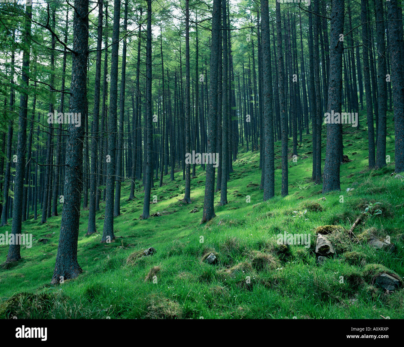 Tree patterns Burtness Wood Lake District Cumbria England United ...