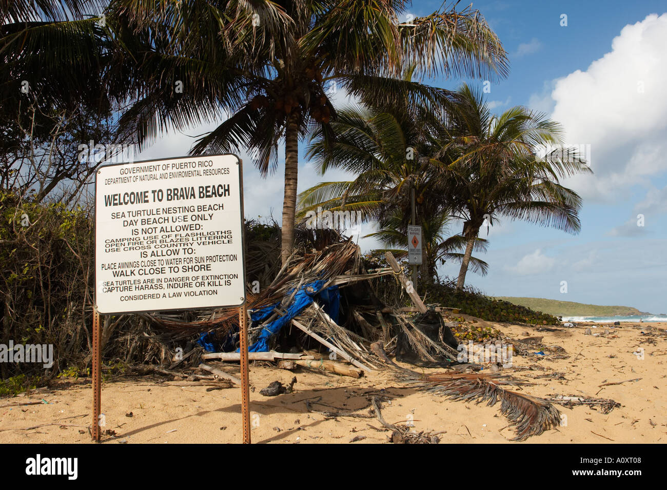 PUERTO RICO Culebra Brava Beach north side of island strong waves palm ...