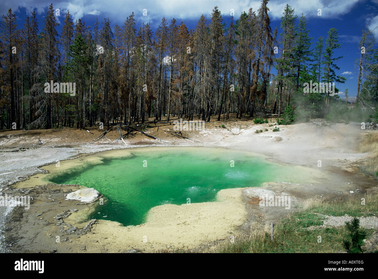Emerald Spring a hot volcanic pool at Norris Geyser Basin the green ...