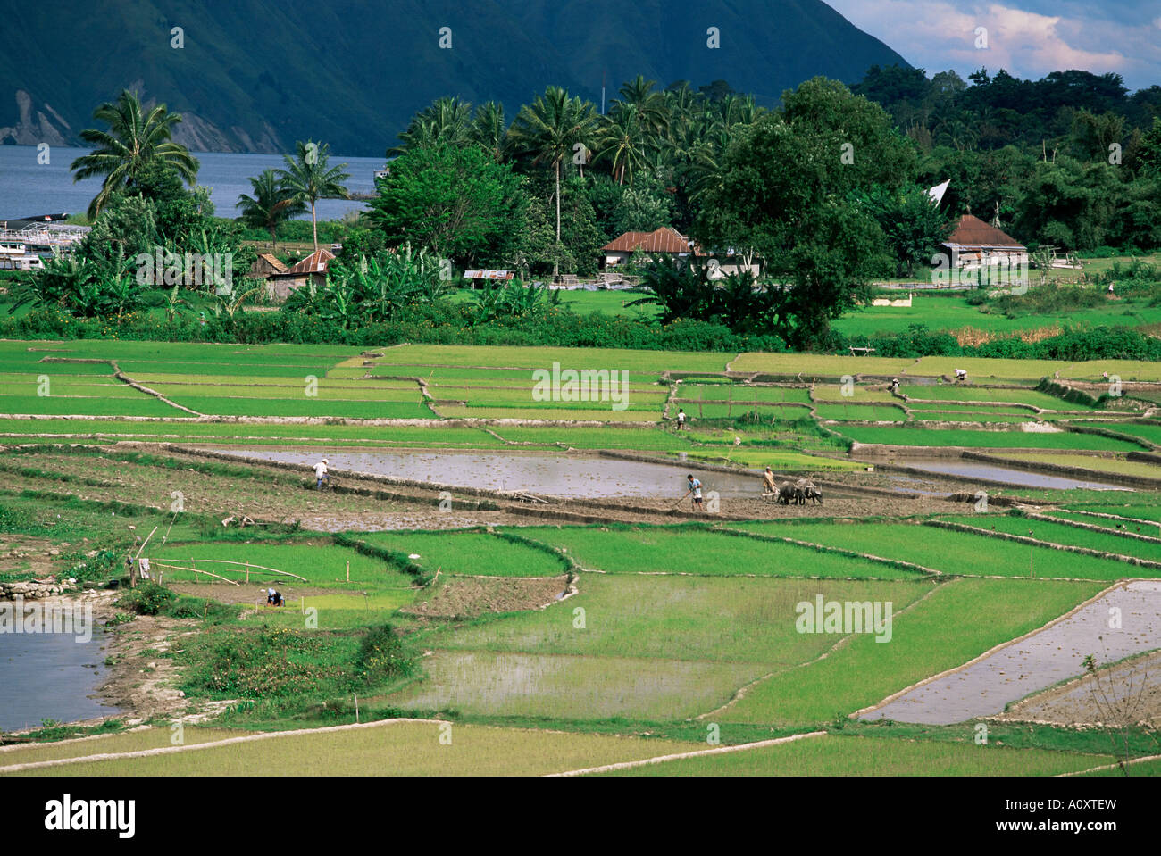 Paddy fields at Tuk Tuk Samosir Island lake Toba Sumatra Southeast Asia ...