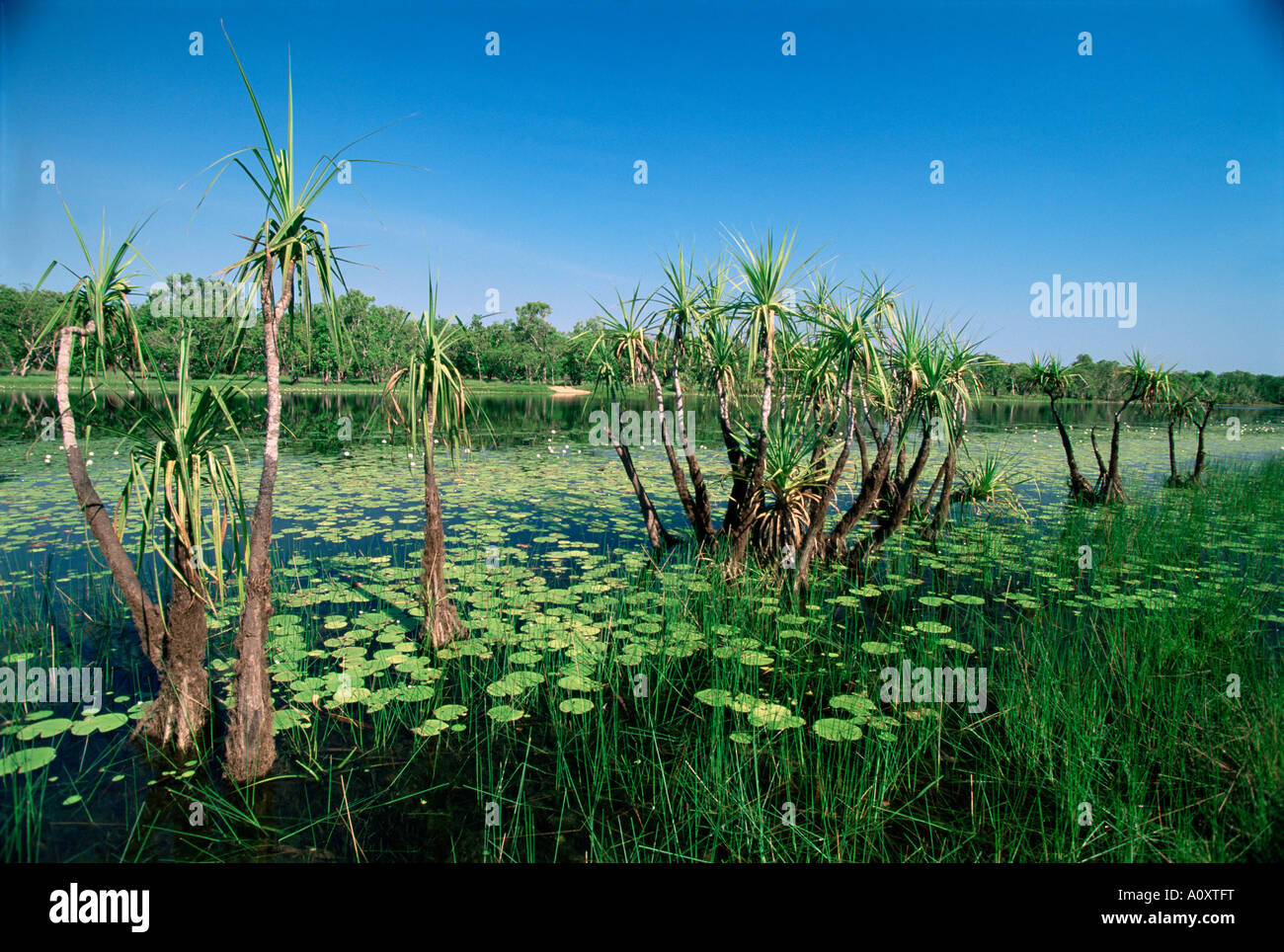 Lily pads and small palms in Annaburroo billabong at the Mary River ...