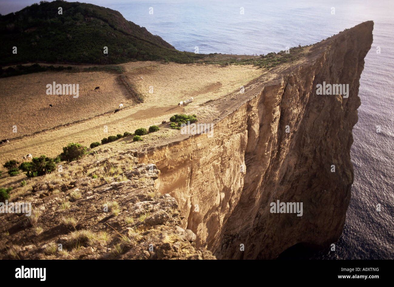 Cliff face Cape Morro Grande Sao Jorge Island Azores Portugal Atlantic ...