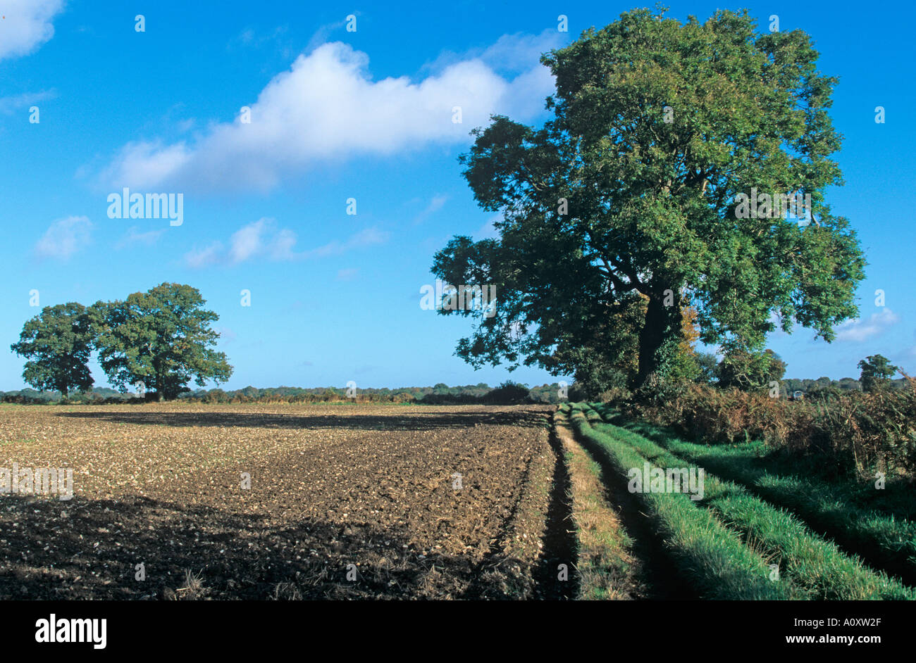 Ash Fraxinus tree in Arable Summer 1 of 2 Stock Photo - Alamy
