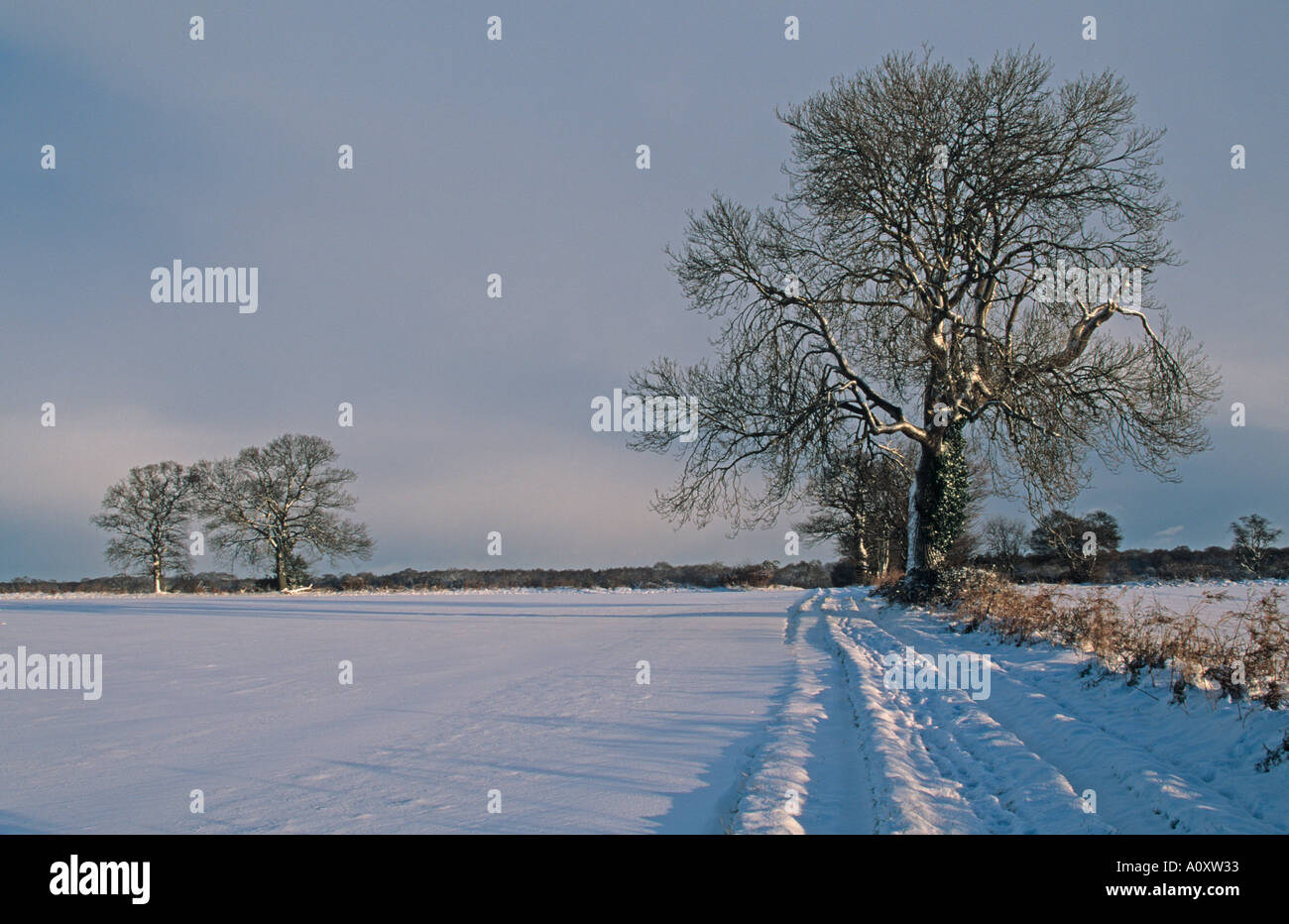 Ash Fraxinus tree in Arable Winter 1 of 2 Stock Photo - Alamy