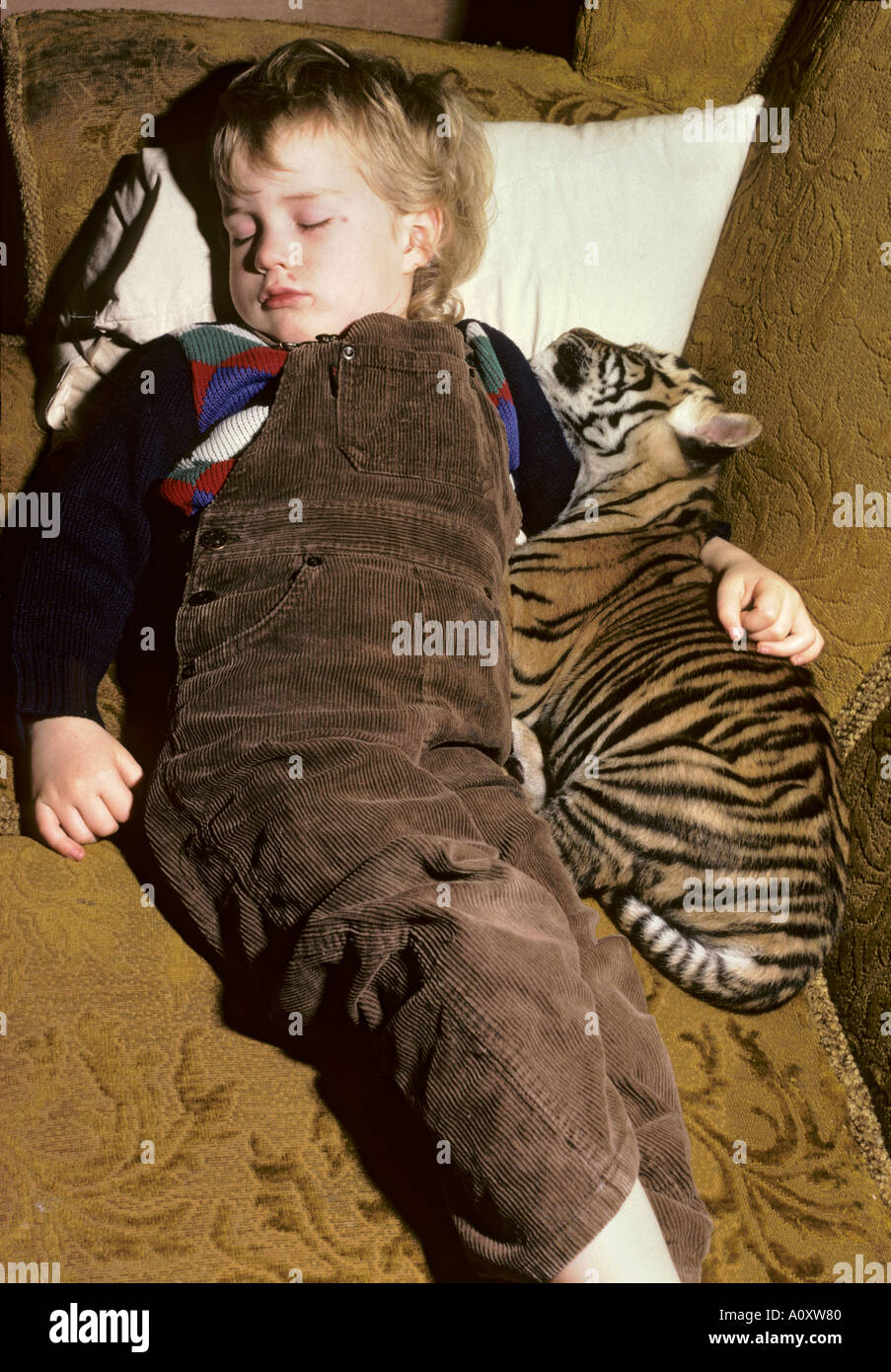 Child sleeping with hand raised tiger hi-res stock photography and ...