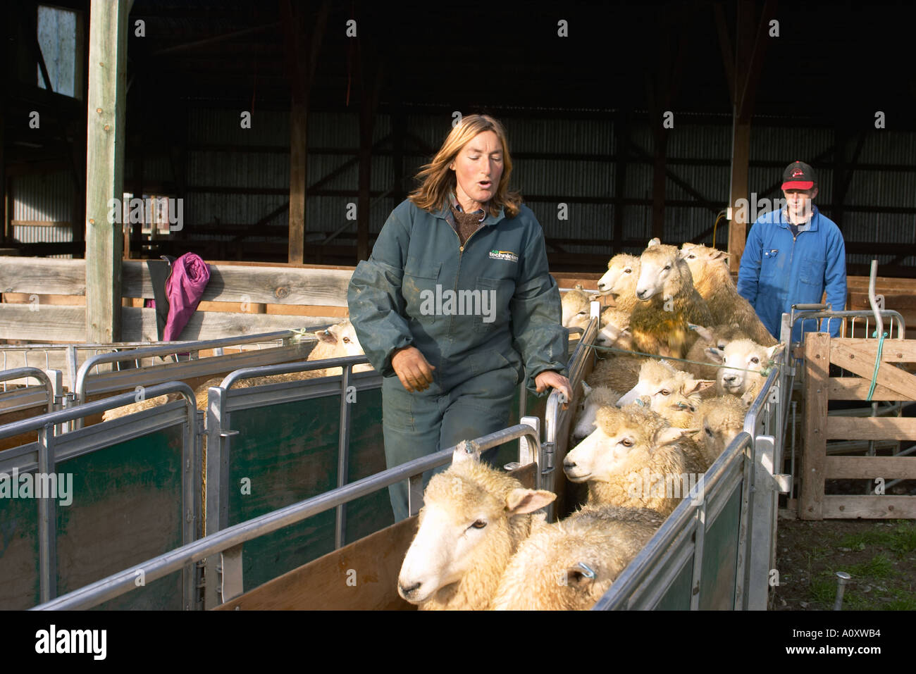 Crutching High Resolution Stock Photography and Images - Alamy