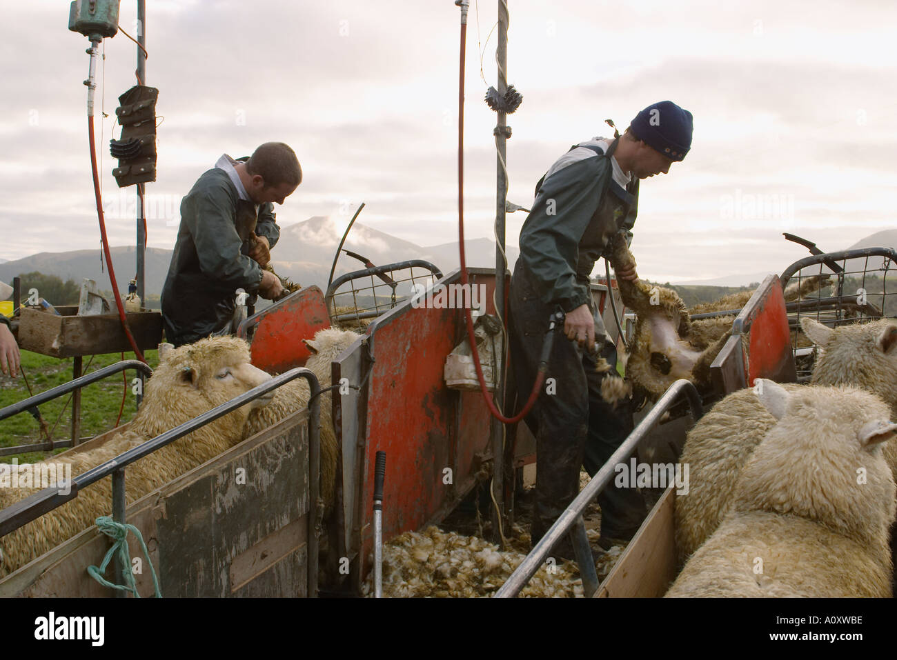 NEW ZEALAND Athol Crutching perfomed on ewes two men use shears sheep ...