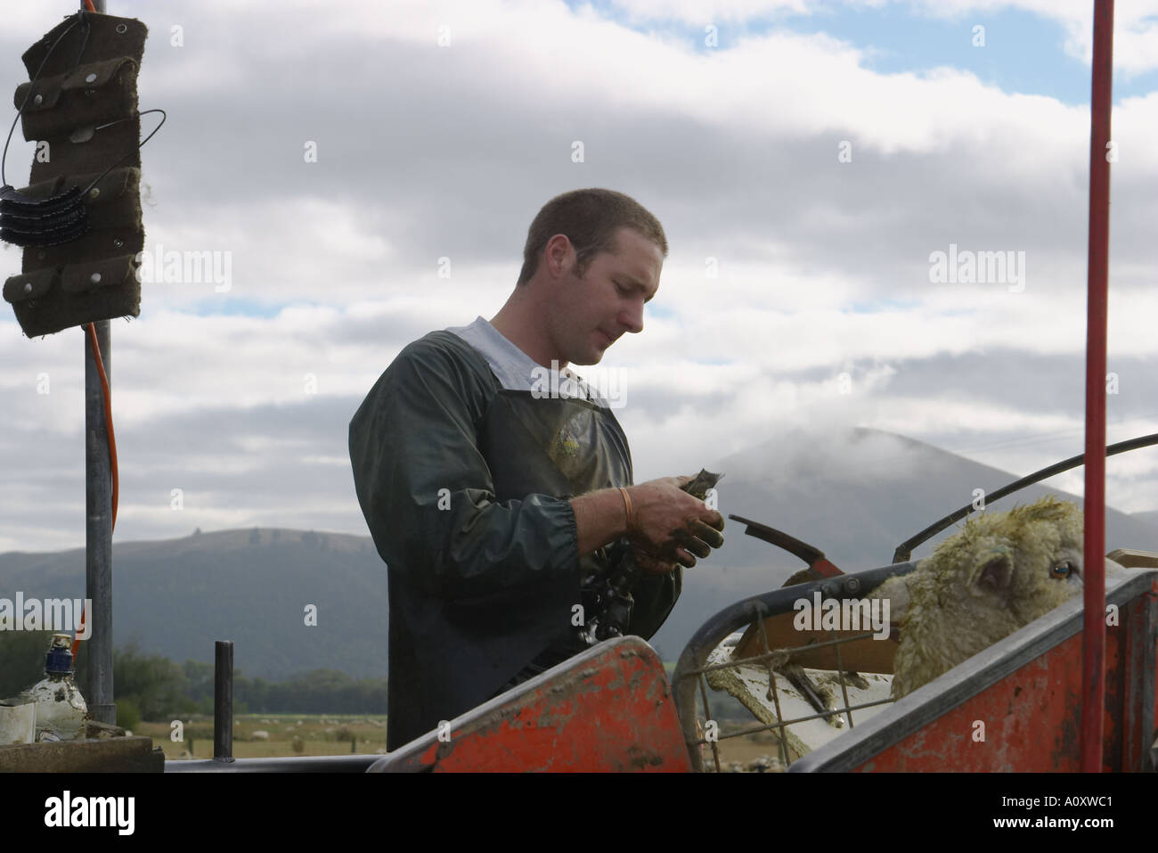NEW ZEALAND Athol Man prepare shears crutching perfomed on ewes sheep ...