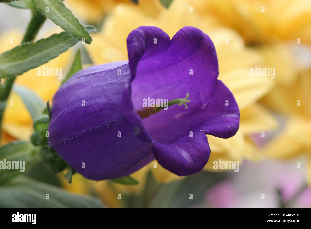single mauve flower campanula Stock Photo - Alamy