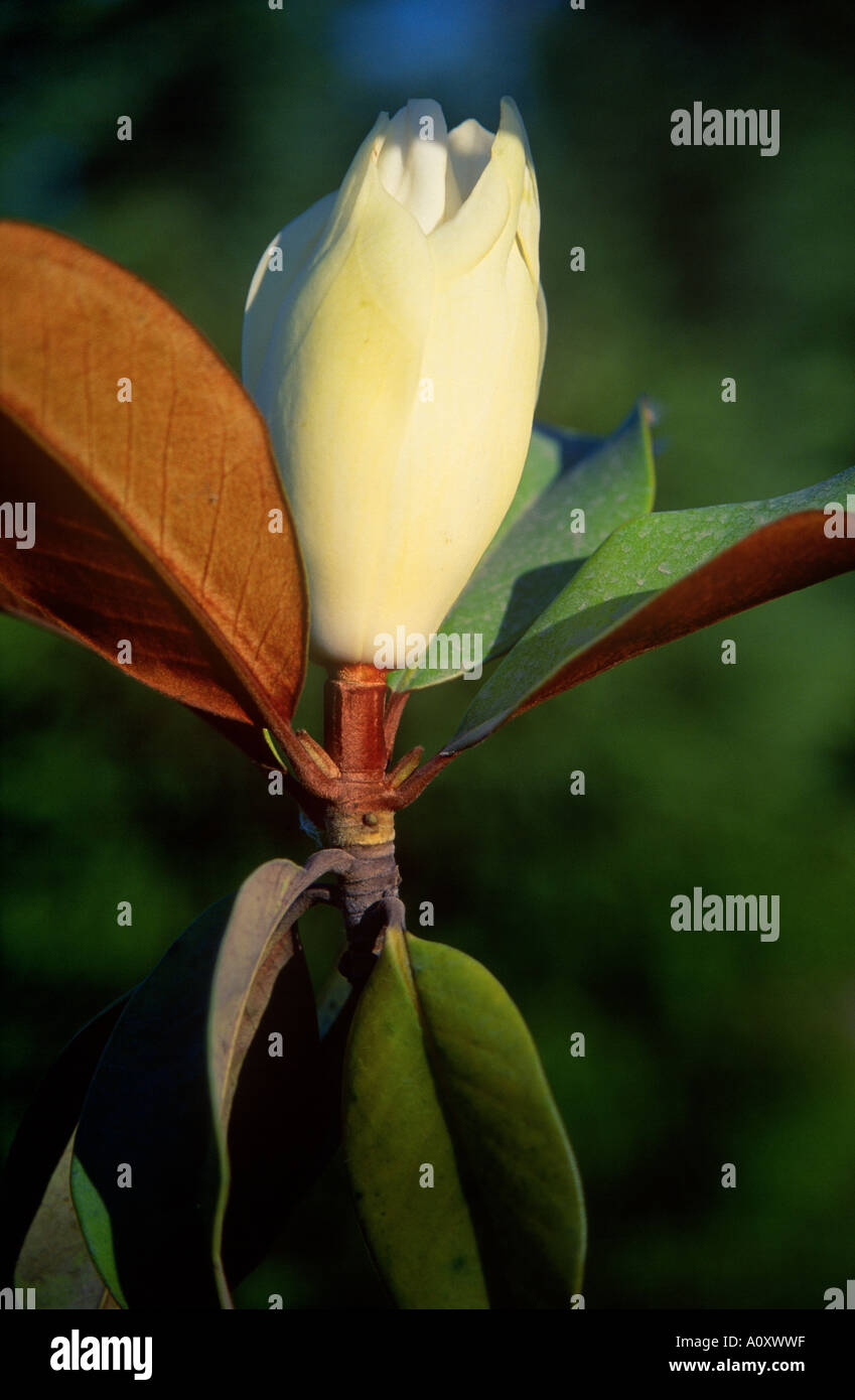 Magnolia in bloom Stock Photo - Alamy