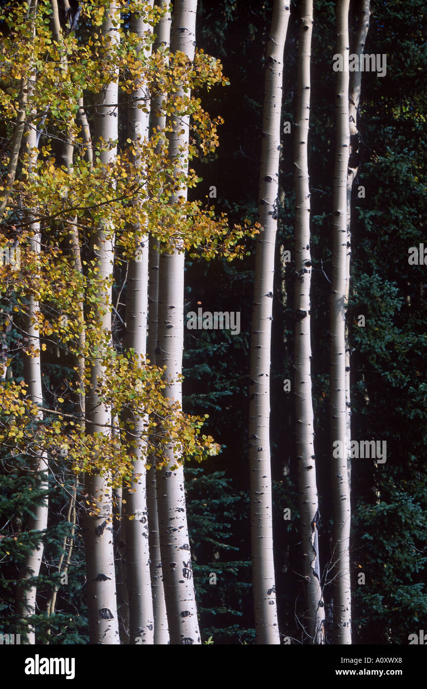 Towering aspens hi-res stock photography and images - Alamy