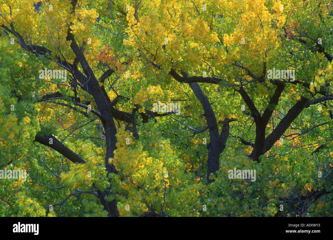 Tree branch leaves blowing in hi-res stock photography and images - Alamy