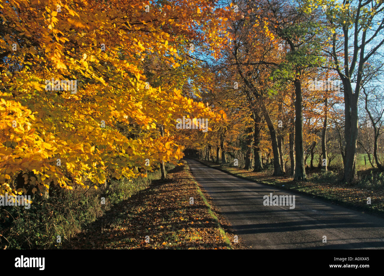 Roadside beech trees hi-res stock photography and images - Alamy