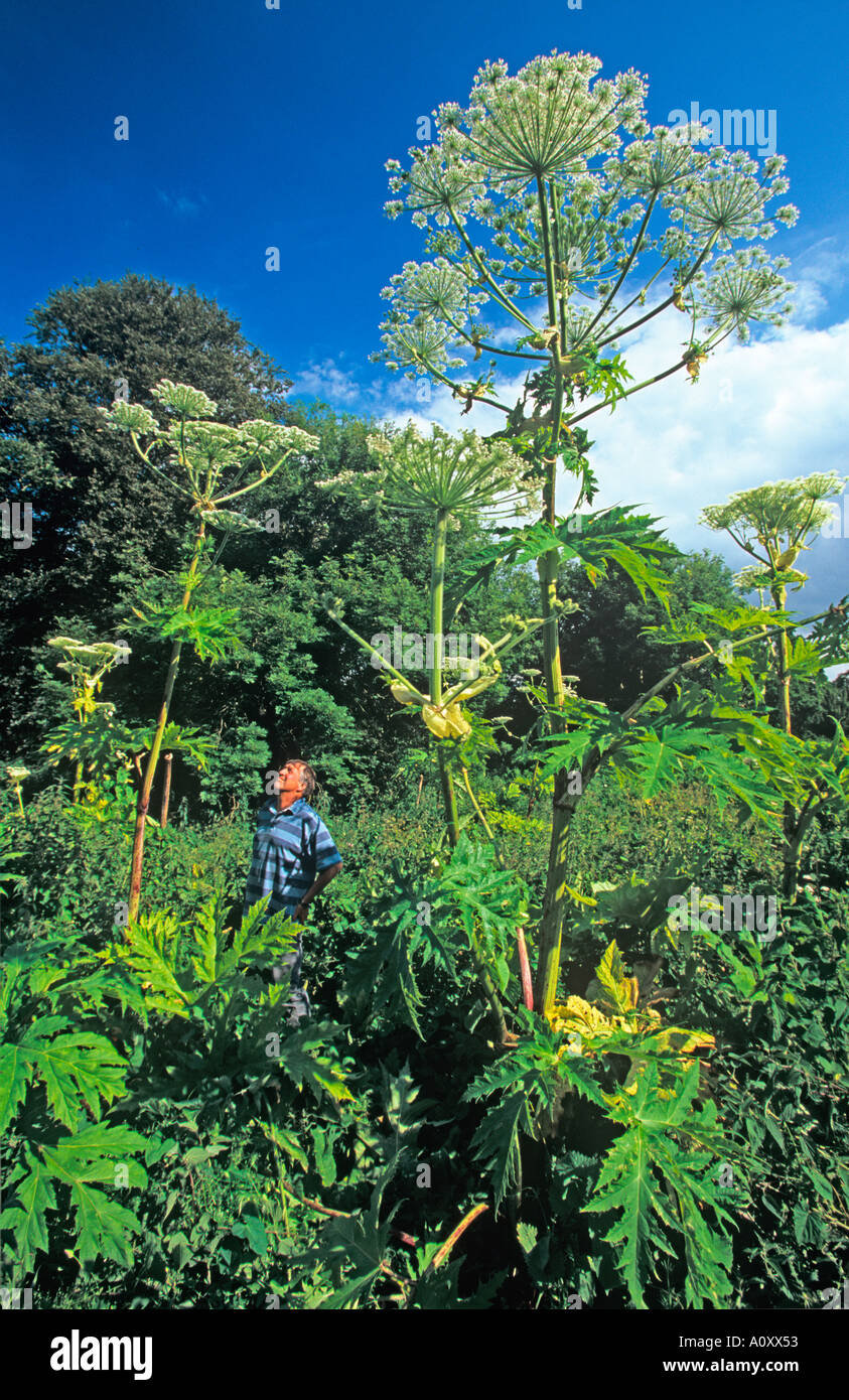 Life Cycle Of Giant Hogweed at George Jefferson blog