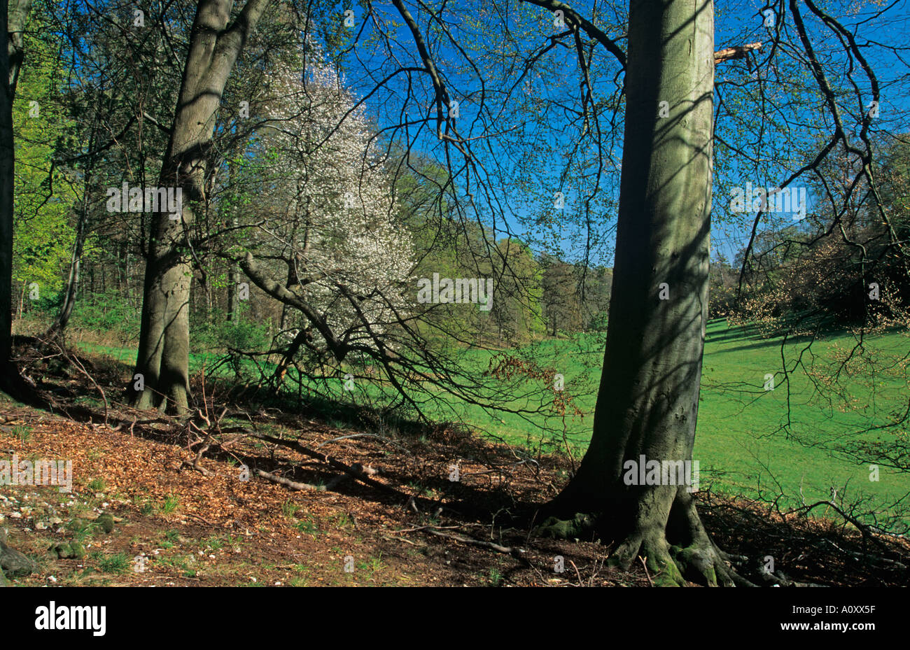 Golden valley ashridge hi-res stock photography and images - Alamy