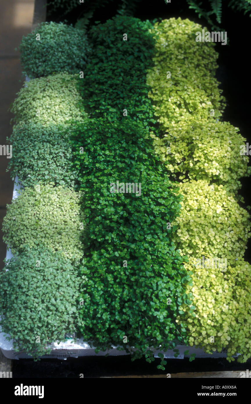 Hummocks of Thyme Stock Photo - Alamy