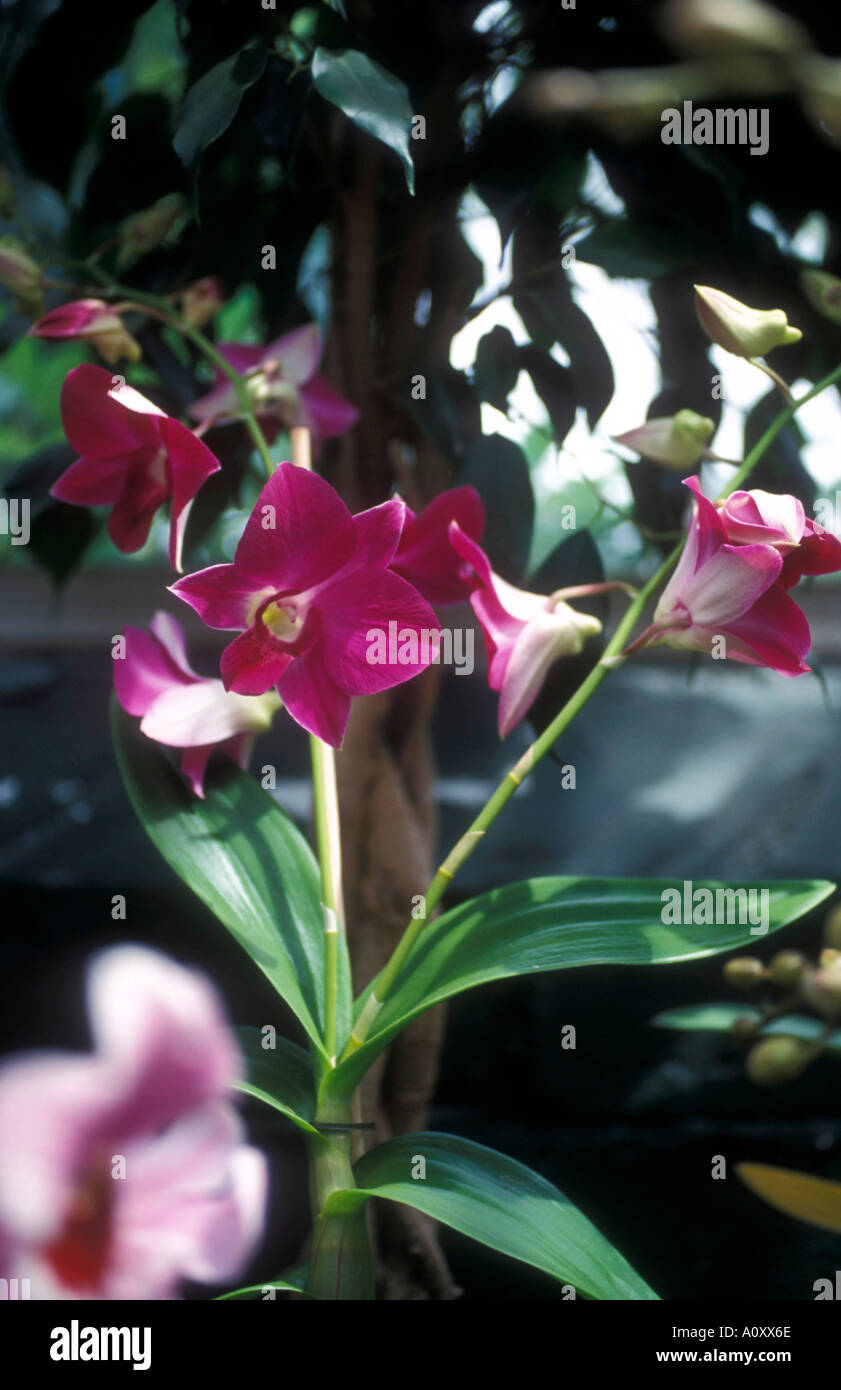 Orchid - Dendrobium Compactum Emma Stock Photo - Alamy