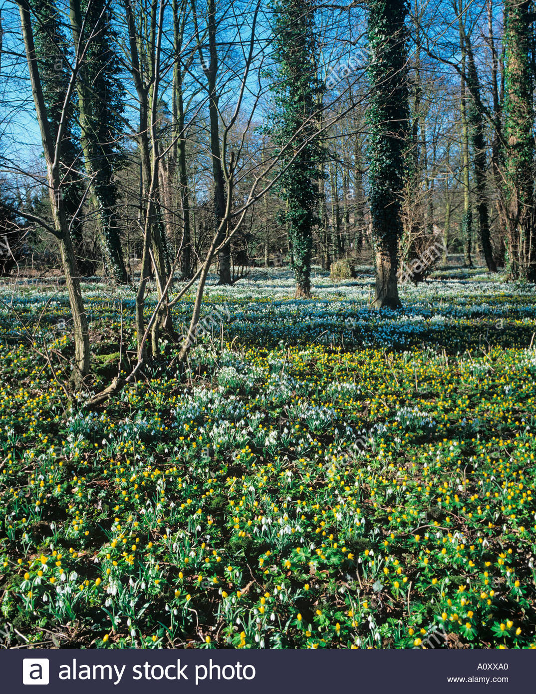 Snowdrops winter floral display hi-res stock photography and images - Alamy