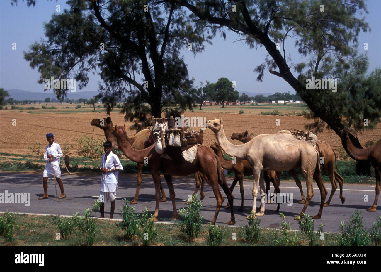 Camel procession india hi-res stock photography and images - Alamy