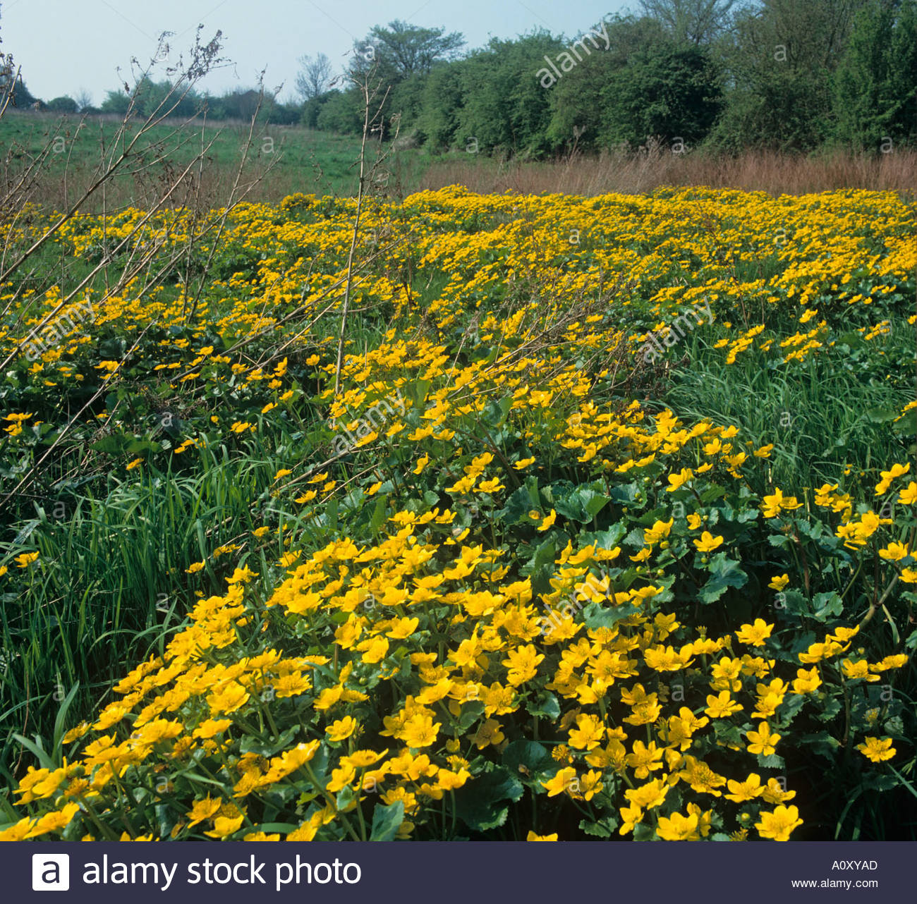 Marsh Marigolds Caltha palustris Bucks UK Stock Photo - Alamy