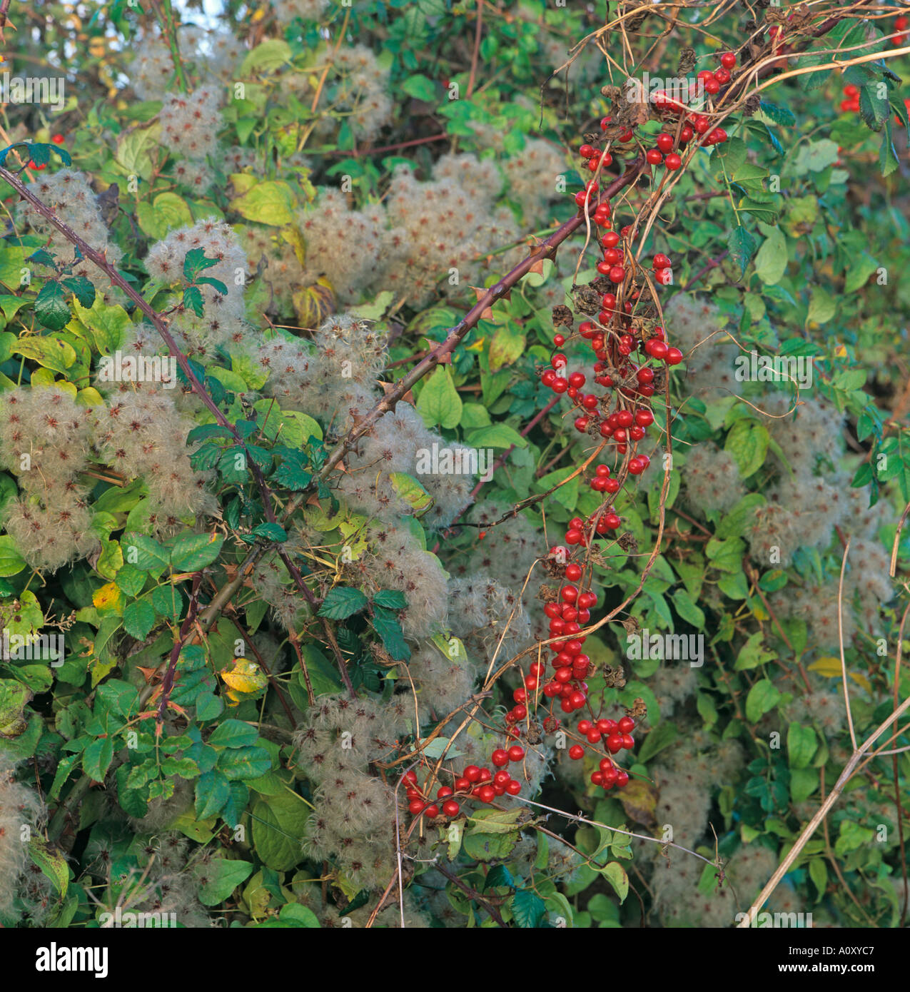 Black Bryony Tamus communis berries in Hedgerow Mid October Stock Photo ...