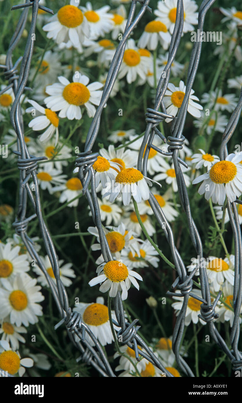 Pretty barbed wire hi-res stock photography and images - Alamy