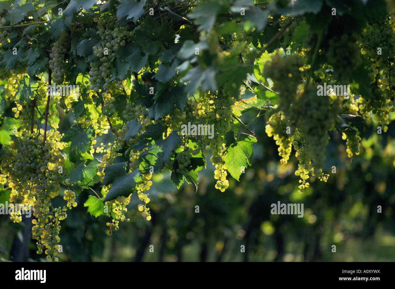 Soave grapes hi-res stock photography and images - Alamy