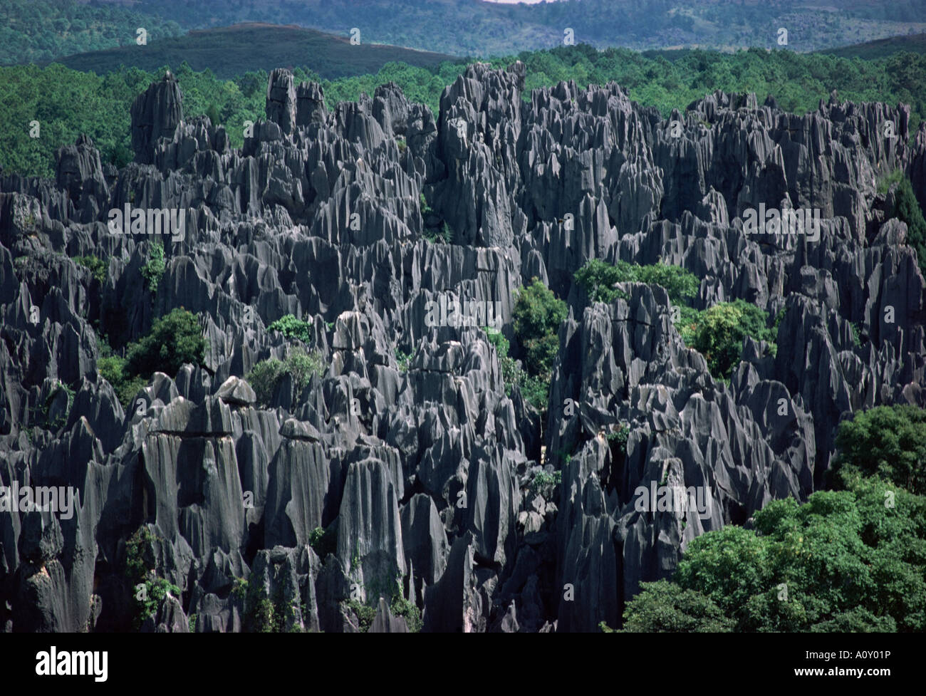 Limestone Stone Forest near Kunming Yunnan province China Asia Stock ...