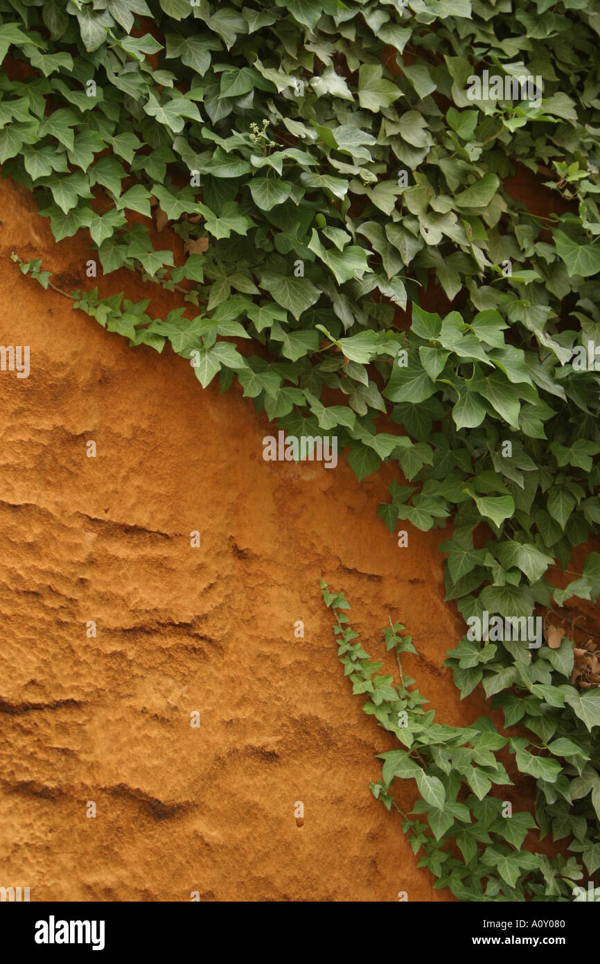 Vine stuck hi-res stock photography and images - Alamy