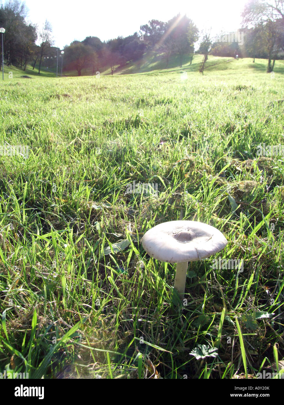 one mushroom growing in field Stock Photo - Alamy