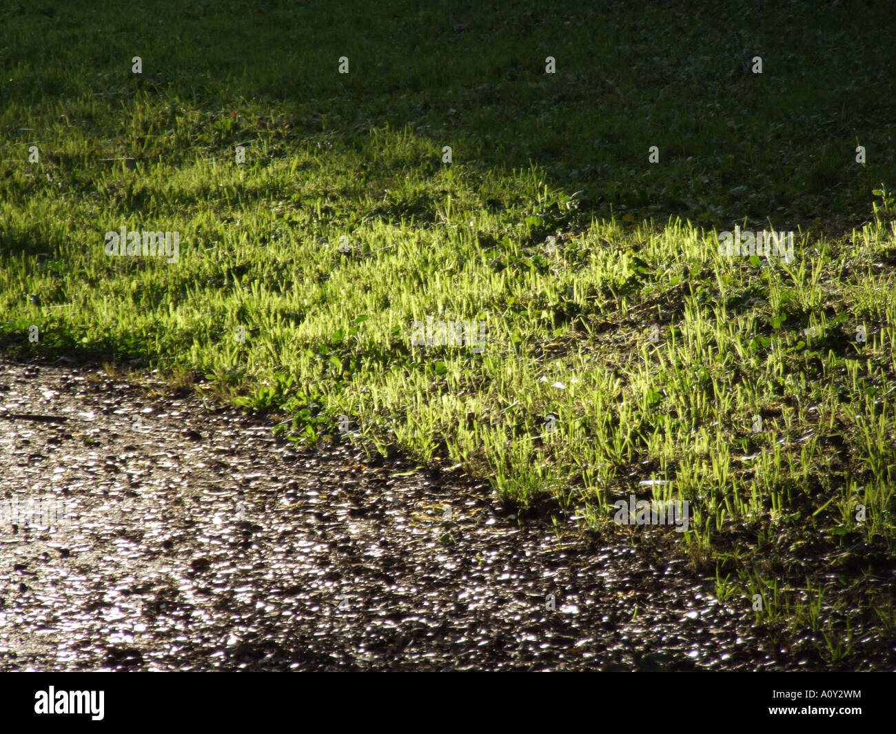 detail of dramatically lit path Stock Photo - Alamy