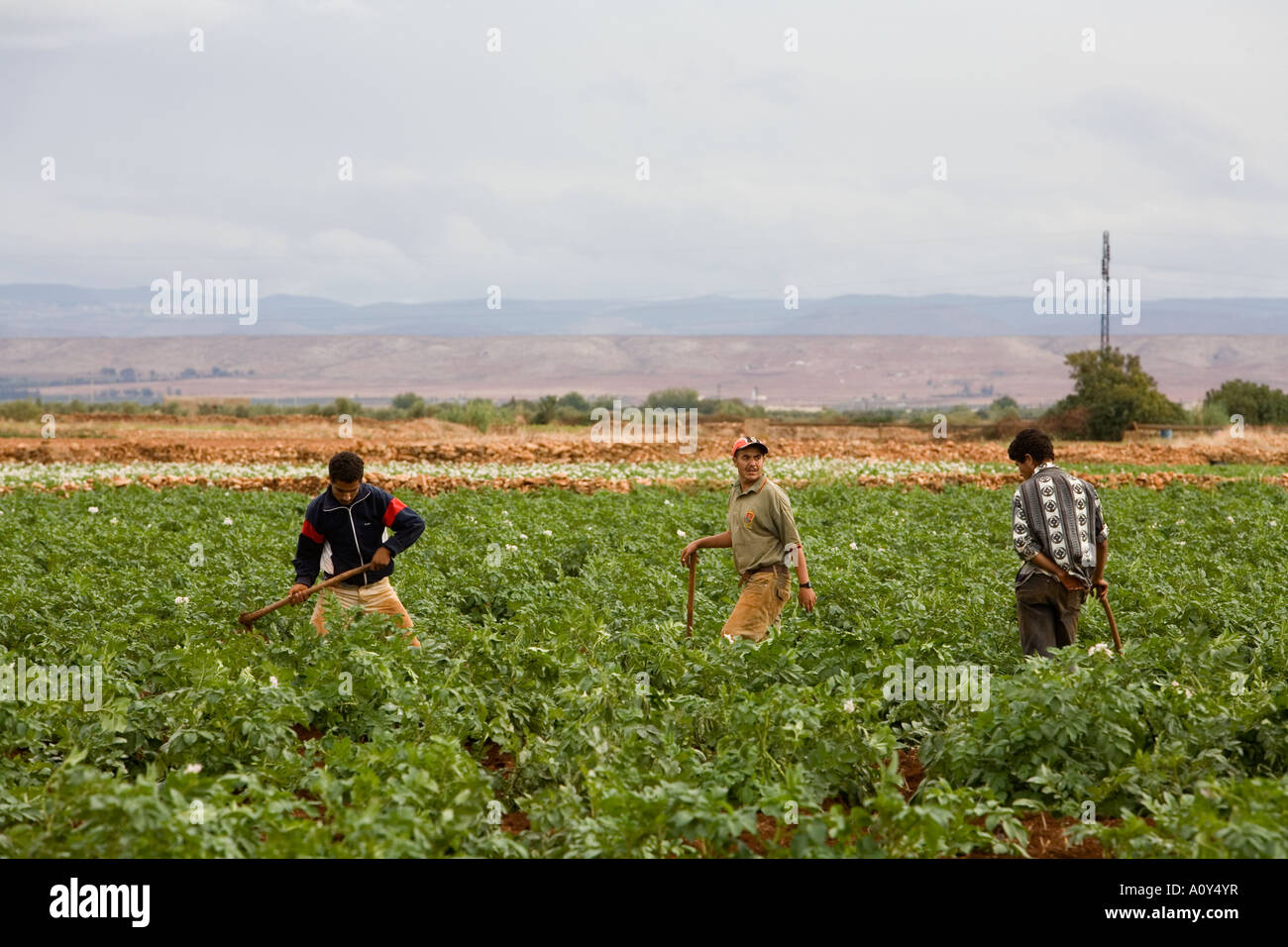 Farmers working in the field at the Rif mountains Morocco Stock Photo ...