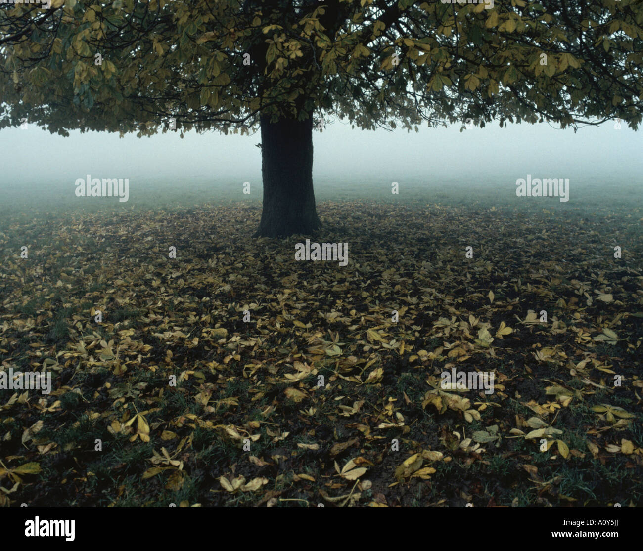 Tree in a field Stock Photo - Alamy