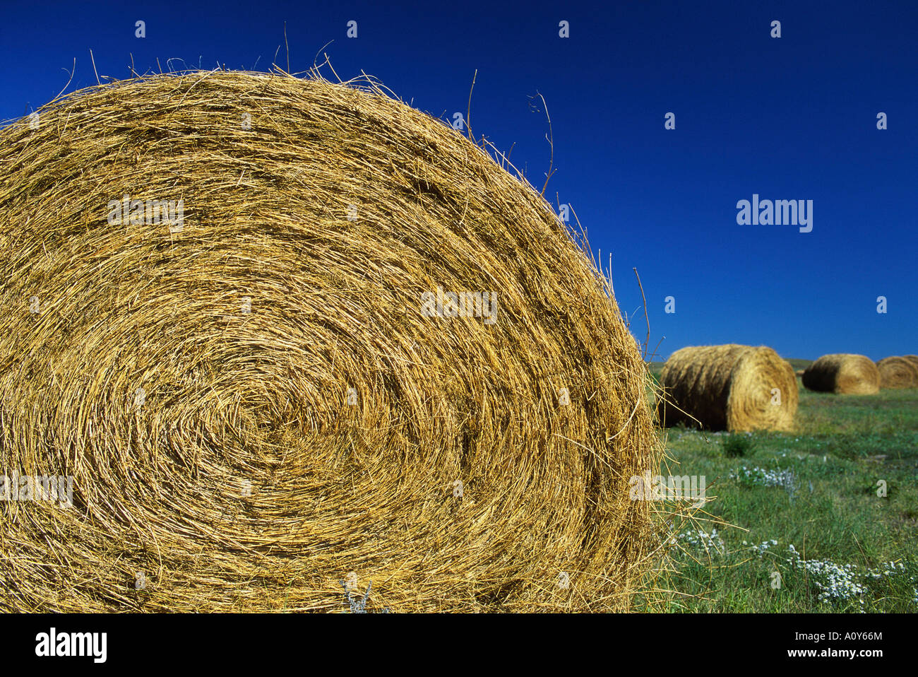 Hay bales in a field, Custer County, Nebraska, USA Stock Photo - Alamy