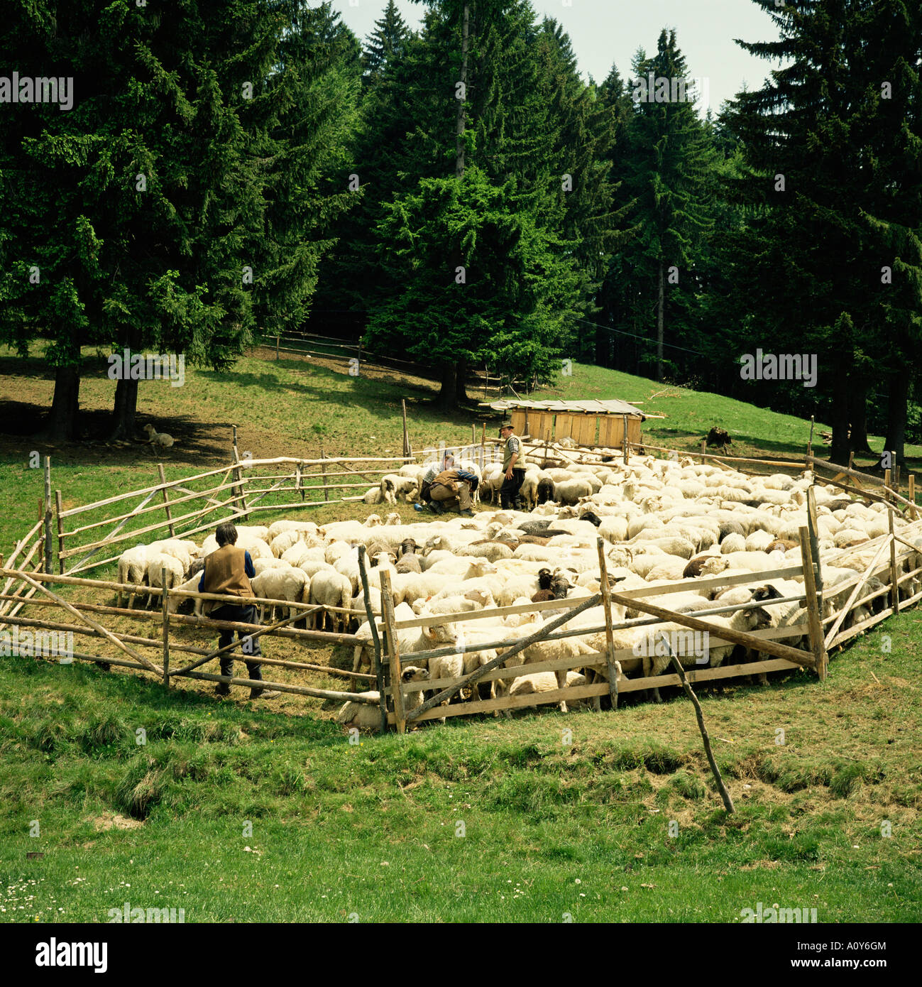 Flocks and shepherds hi-res stock photography and images - Alamy