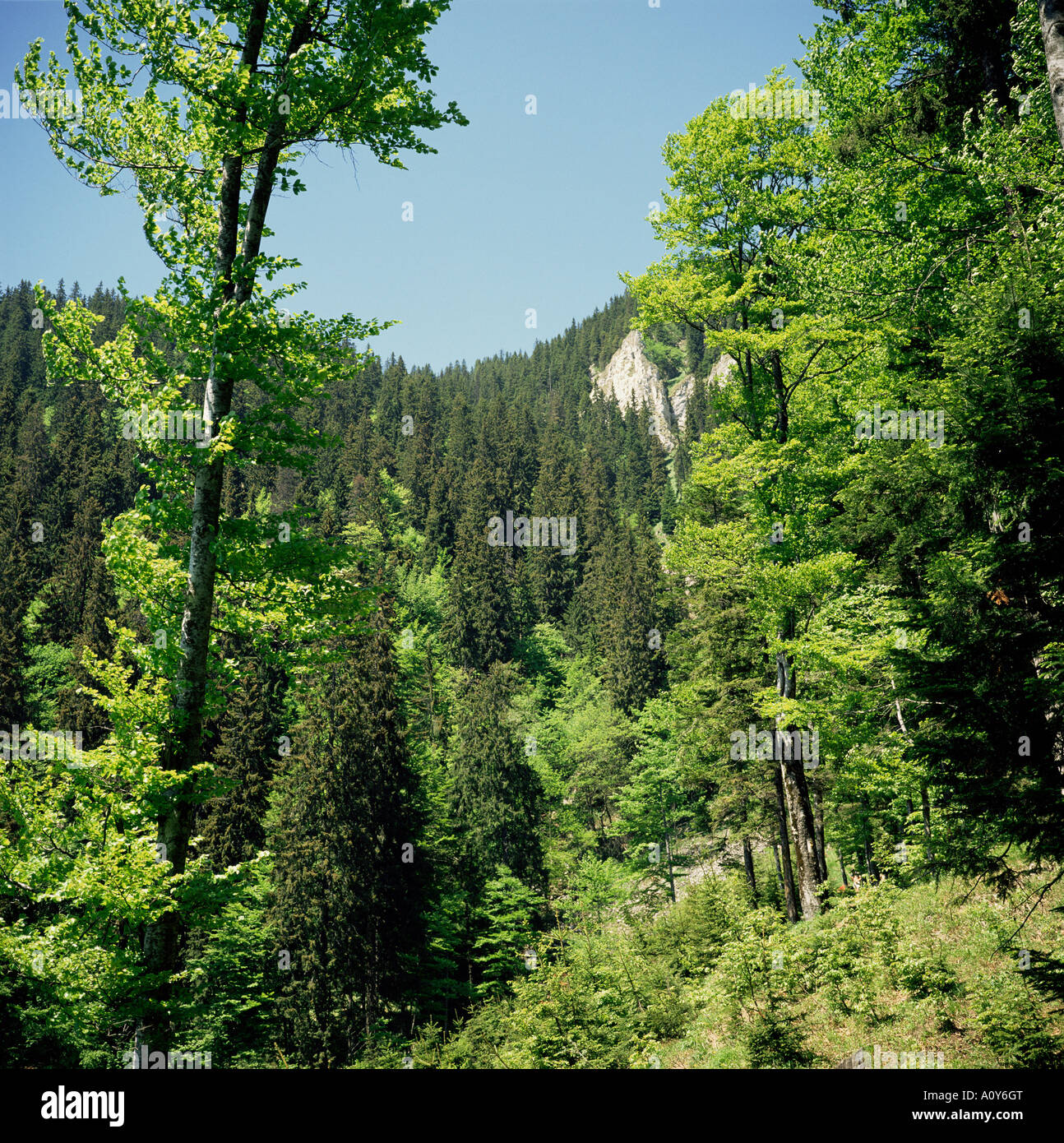 Descent from Poiana Brasov resort Carpathian Mountains Transylvania ...