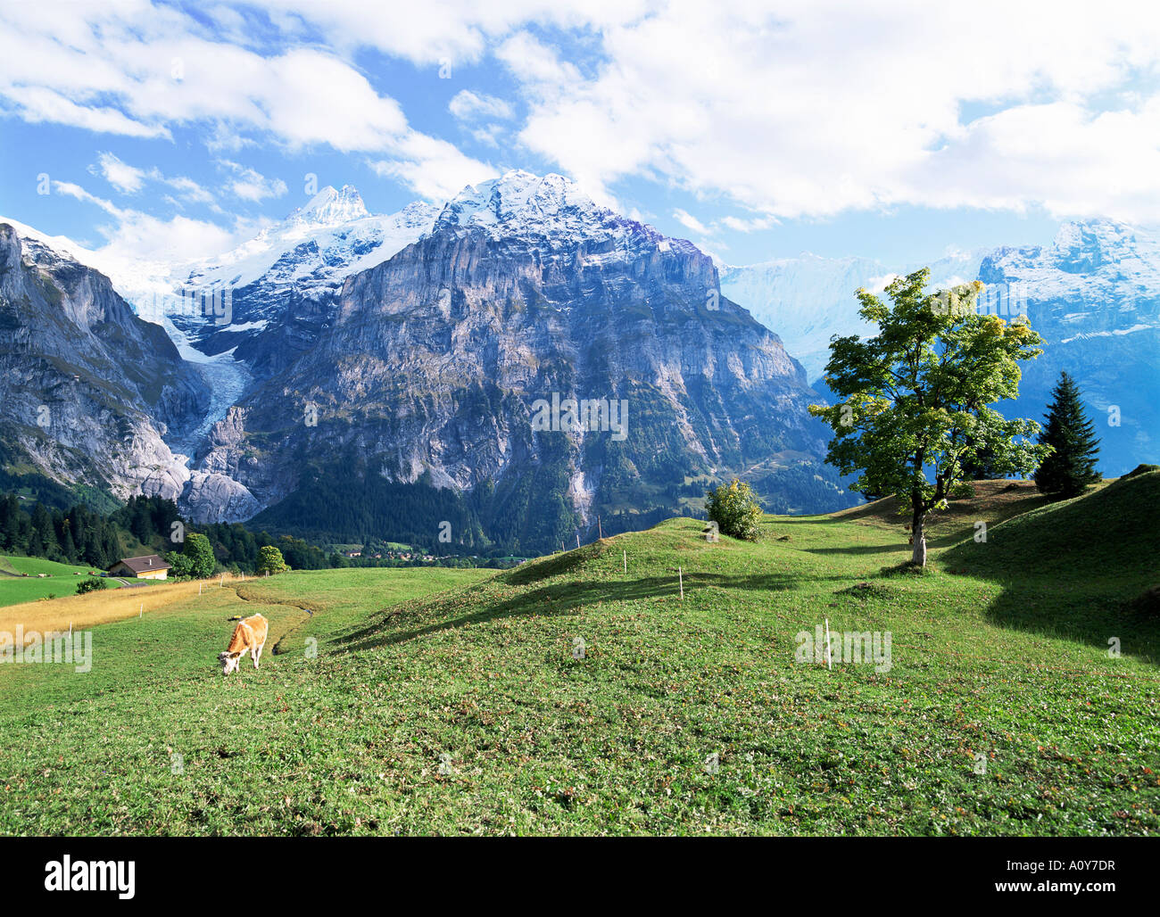 Bernese Oberland near Grindelwald Swiss Alps Switzerland Europe Stock ...