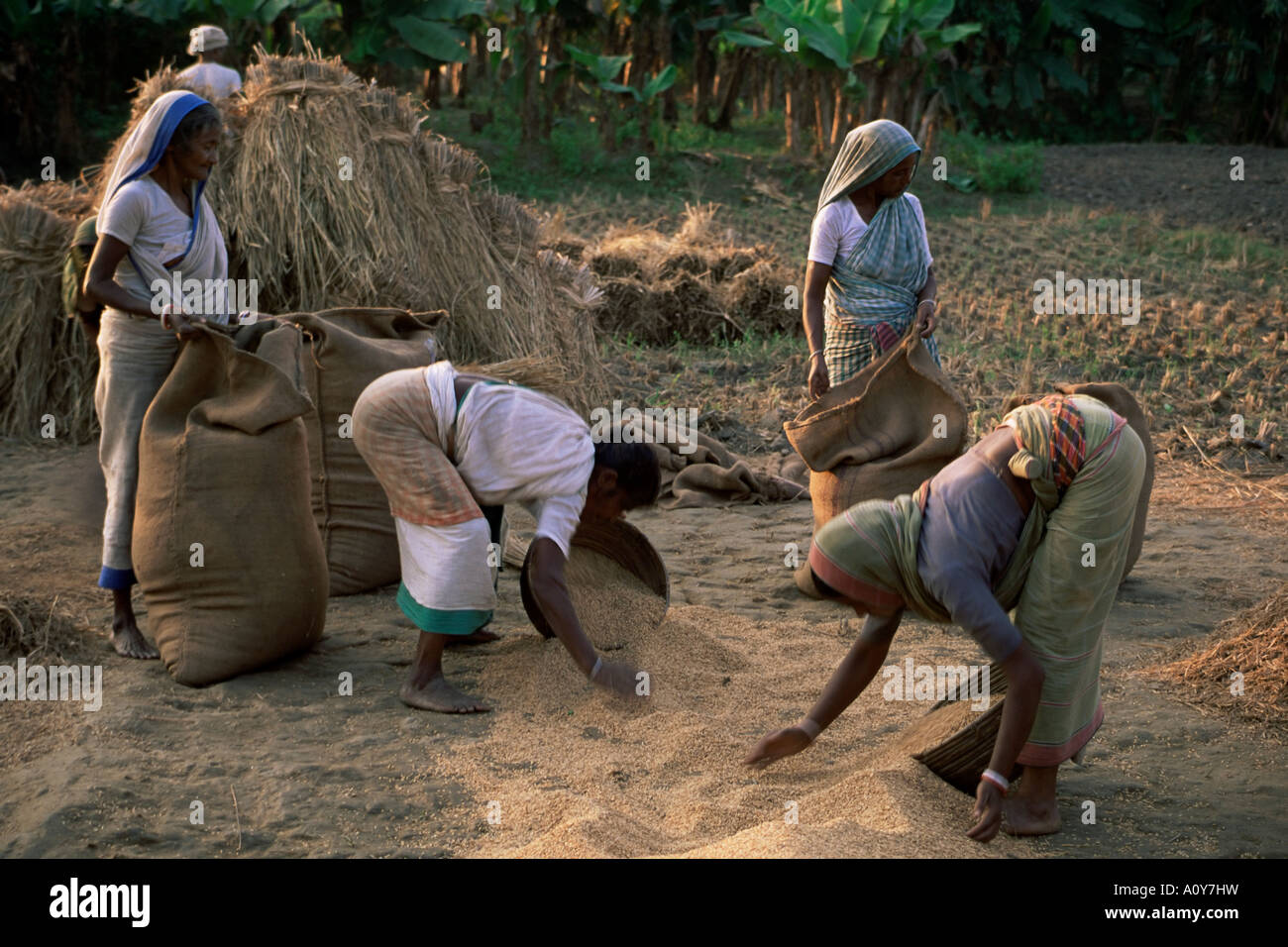 Rural workers gather rice Parganas 24 West Bengal state India Asia ...