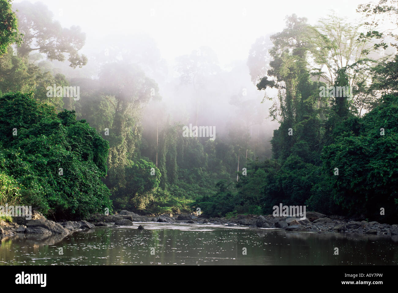 Rainforest Danum Valley Sabah Malaysia island of Borneo Southeast Asia ...