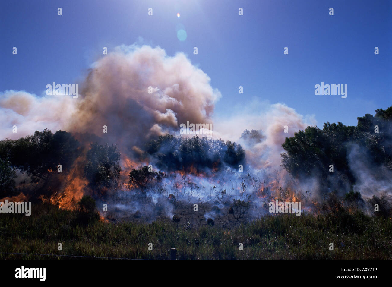 Bush fire St Francis Eastern Cape South Africa Africa Stock Photo - Alamy