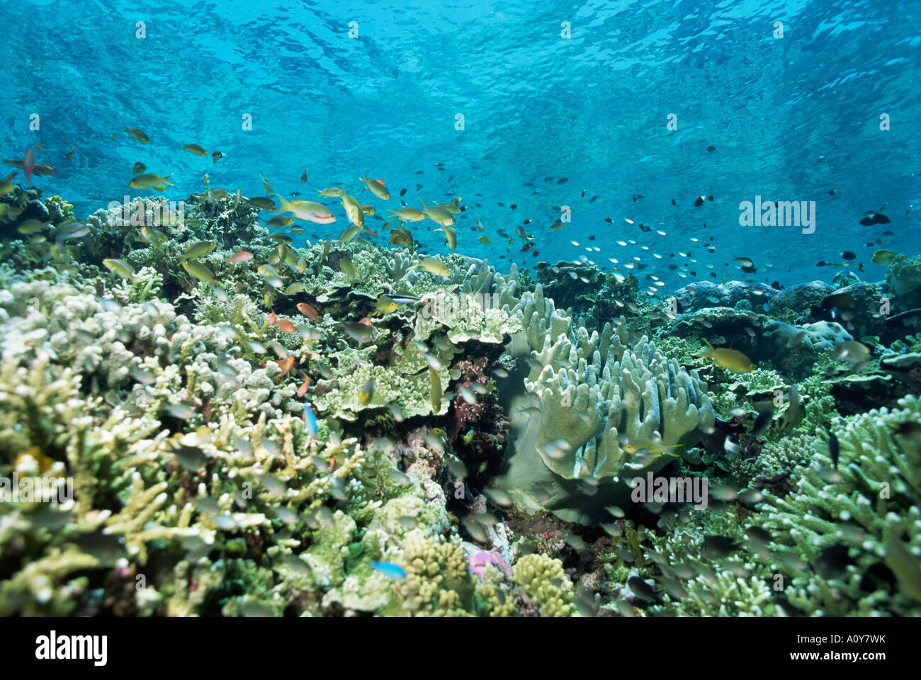 Shallow top of the reef is nursery for young fish Sabah Malaysia ...